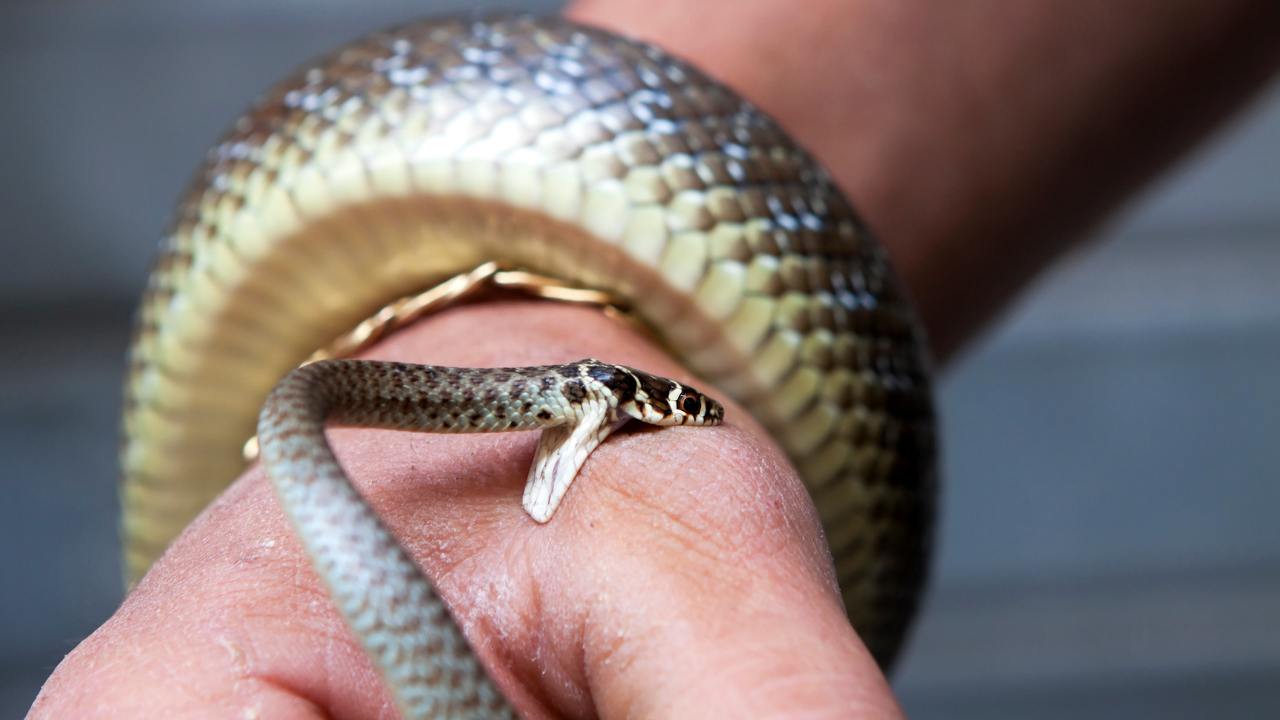 Snake Bite And It’s Management Safety Training – Najma